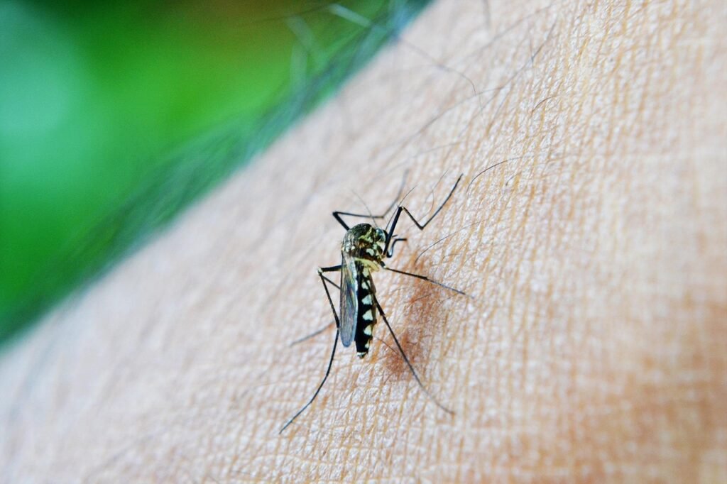 Casos de dengue em Pernambuco caem mais de 50% em 2025, mas vírus ainda ...